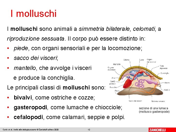 H Curtis N S Barnes A Schnek A