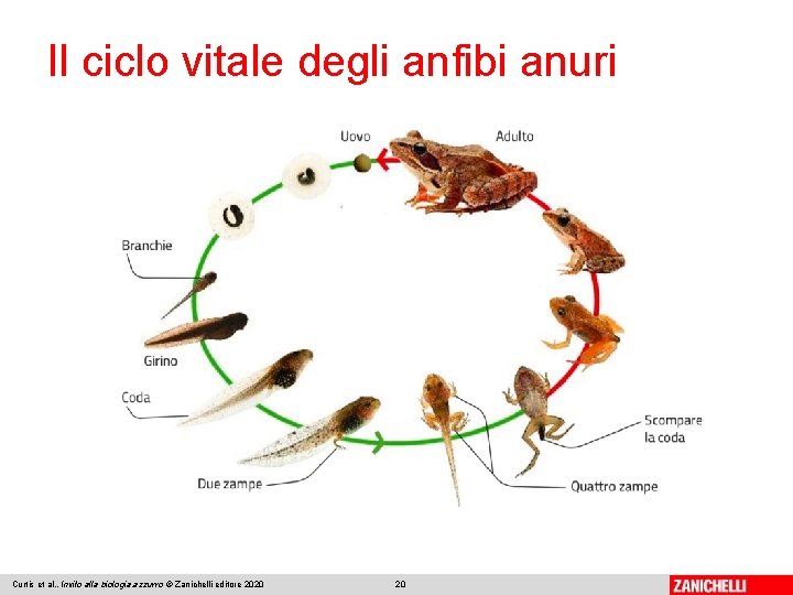 H Curtis N S Barnes A Schnek A