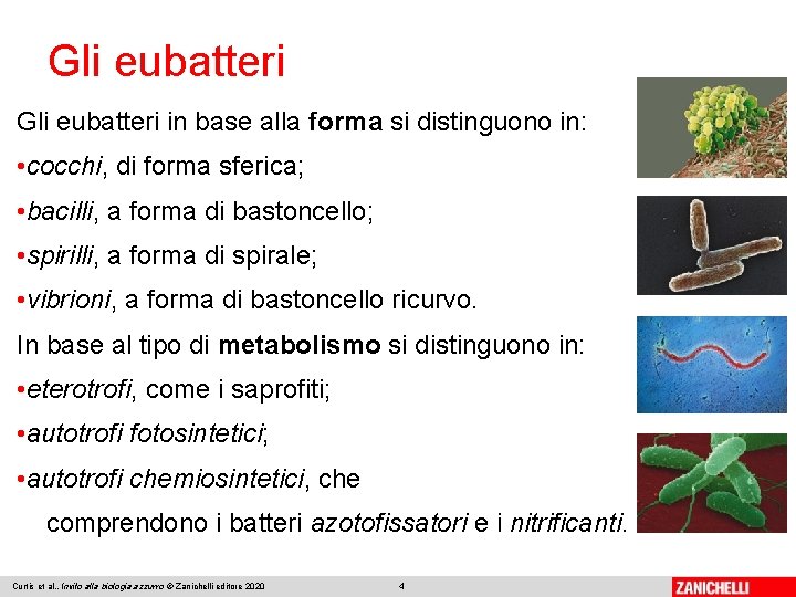 H Curtis N S Barnes A Schnek A