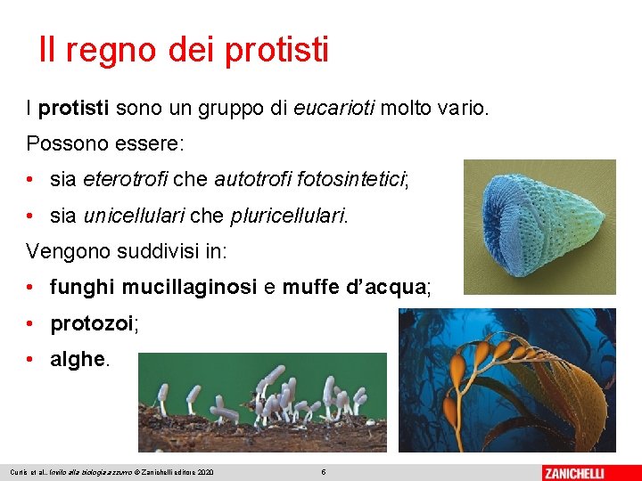 H Curtis N S Barnes A Schnek A