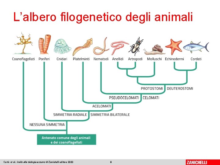 H Curtis N S Barnes A Schnek A