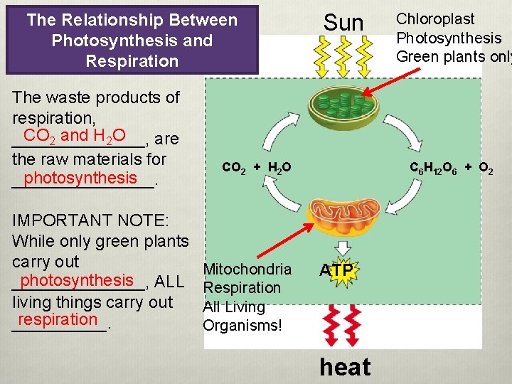 Pogil Answer Key Cellular Respiration 2 Stopthatlovelove Pogil Answer Key Cellular Respiration 2 Stopthatlovelove