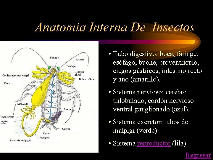 rea de Biologa Diagnosis de los Artrpodos Clasificacin