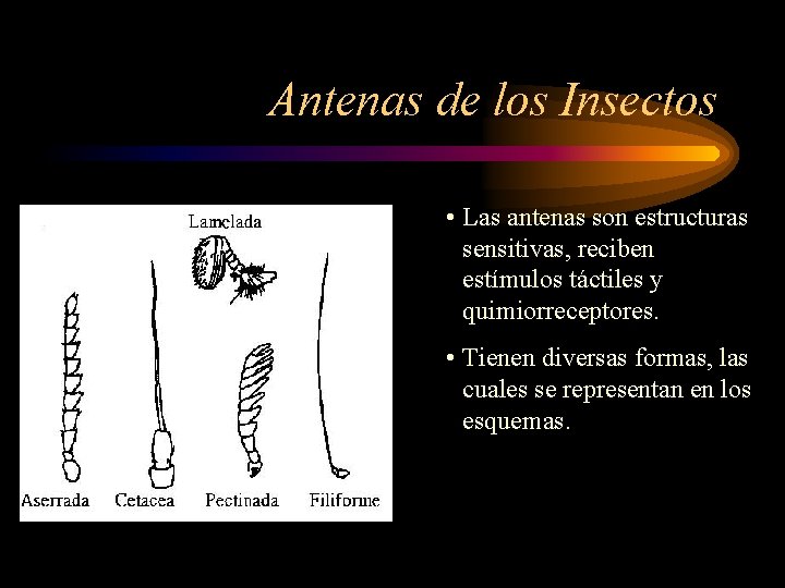 rea de Biologa Diagnosis de los Artrpodos Clasificacin