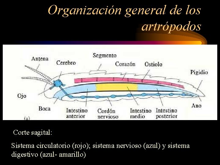 rea de Biologa Diagnosis de los Artrpodos Clasificacin