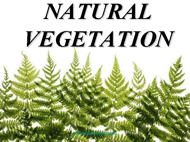 NATURAL VEGETATION www assignmentpoint com Importance of natural