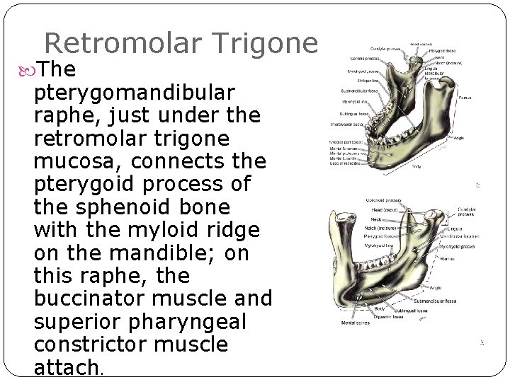 Carcinoma Oropharynx Anatomical considerations Oropharynx extends from the
