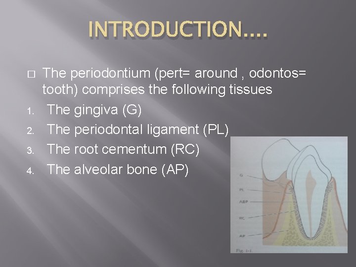 INTRODUCTION 1 2 3 4 The periodontium pert