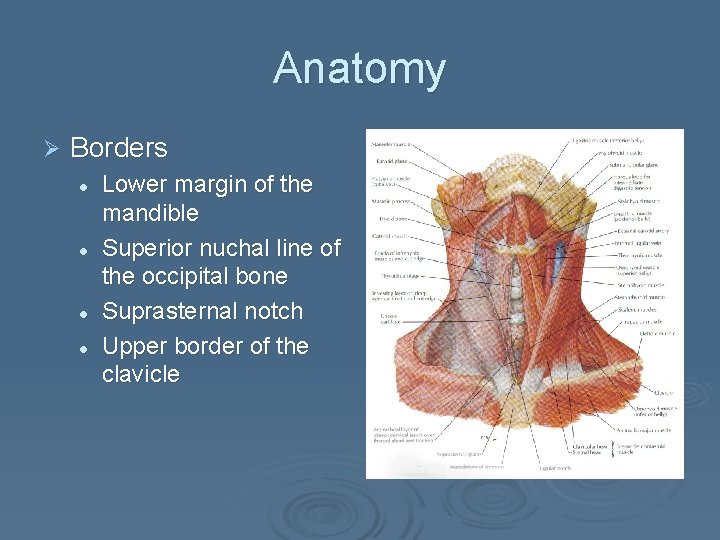 Principles of Neck Exploration and Aerodigestive Tract Injuries