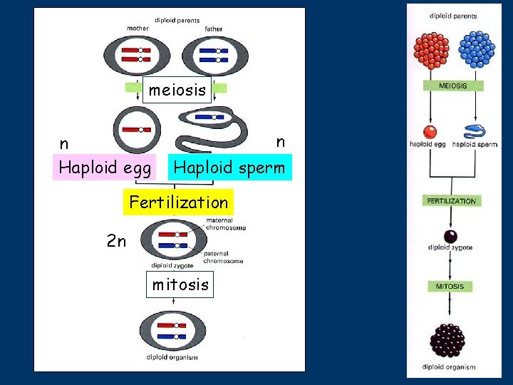 Chromosomes the cellular basis of the instructions Mitosis