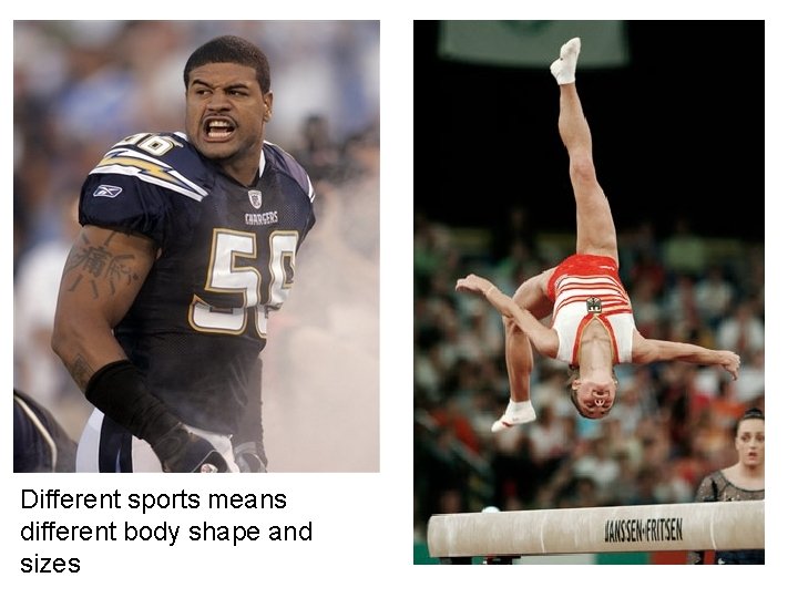 BODY DIFFERENCESSOMATOTYPES Different sports means different body shape