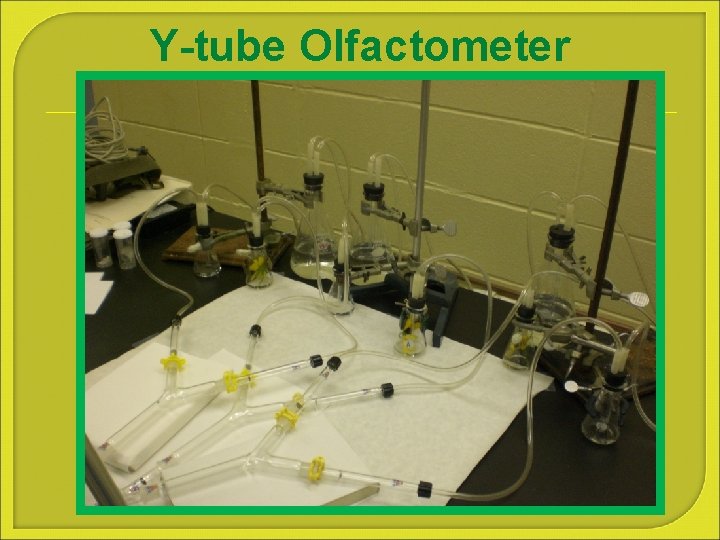 Extraction of Potential Chemical Attractants from the Blackeyed