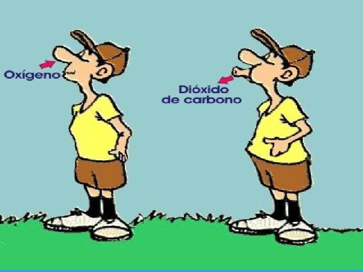 NECESIDAD DE OXIGENACION POR QU ES IMPORTANTE LA