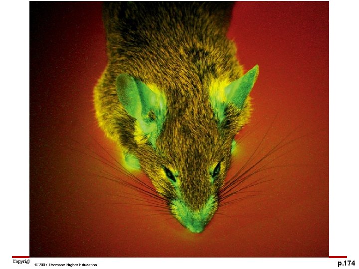 Copyright 2003 Pearson Education Inc publishing as Benjamin