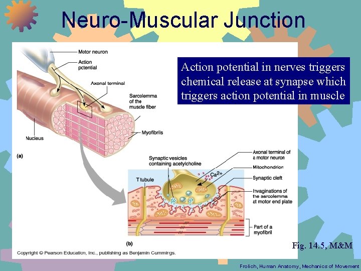 MECHANICS OF MOVEMENT Tissues and Muscle Nerve Bone