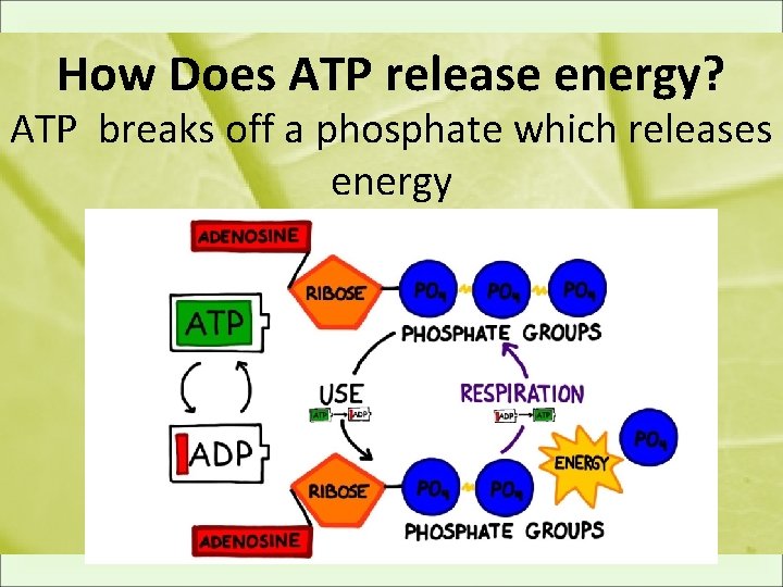 Photosynthesis I will understand the role of photosynthesis