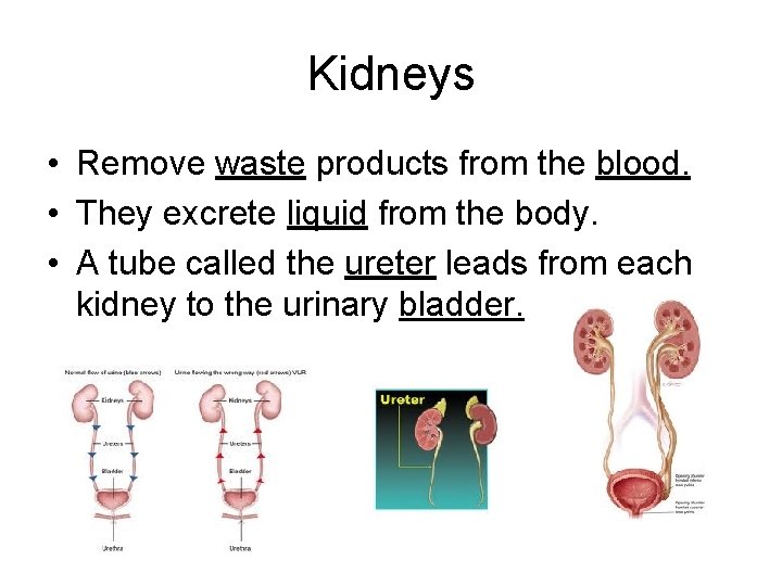 Digestion Notes Where Digestion begins in the mouth