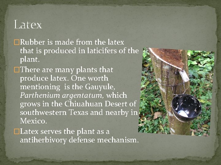 Does Natural Rubber Still Hold Economic Importance By