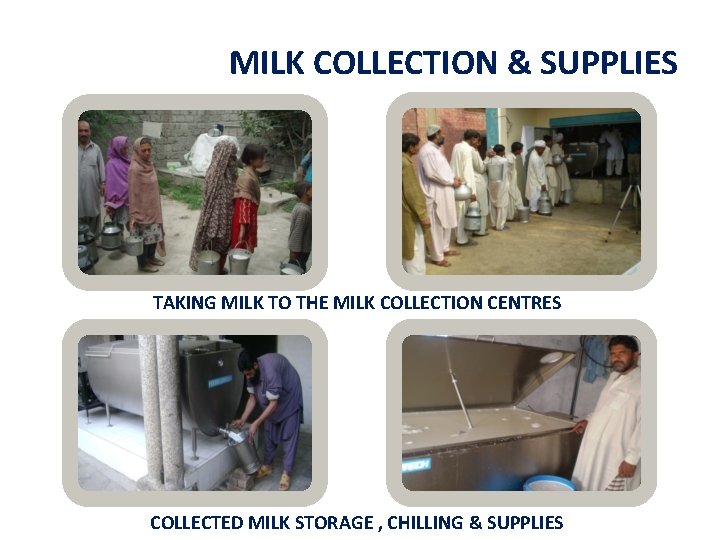 Federal Government Initiatives in Livestock and Dairy Development