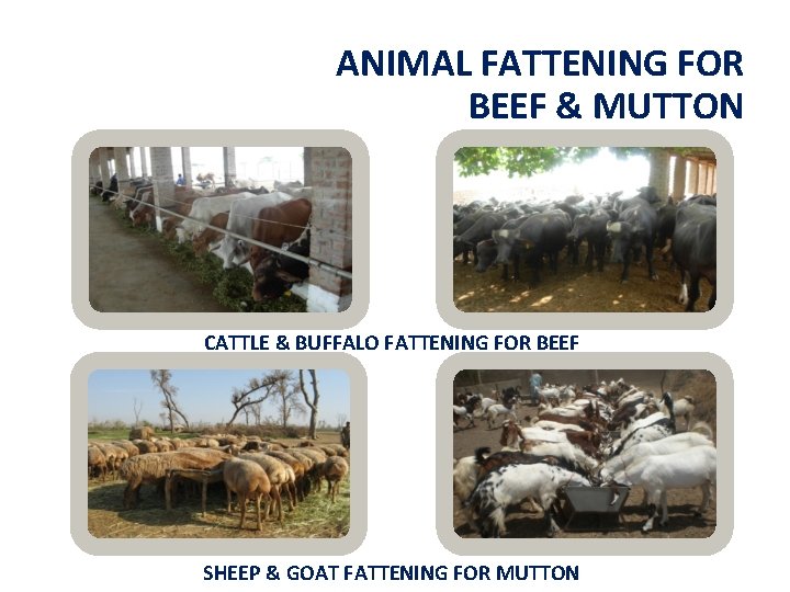 Federal Government Initiatives in Livestock and Dairy Development