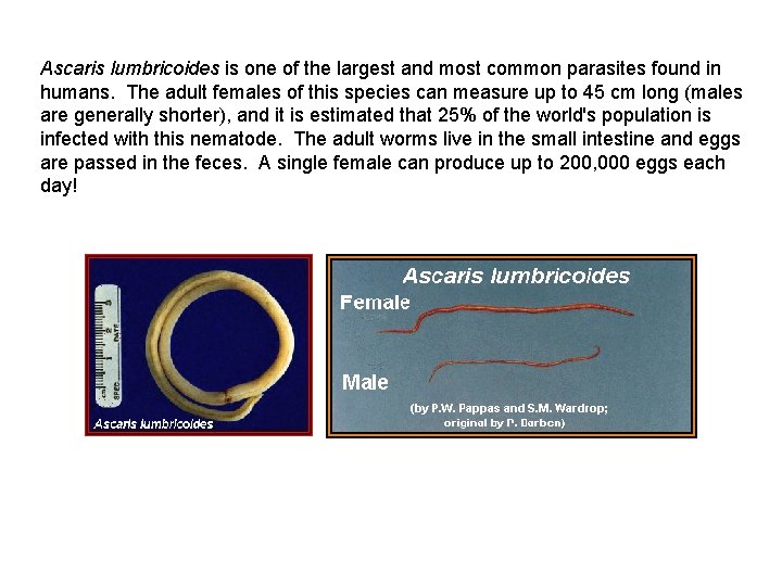 Ascaris lumbricoides is one of the largest and