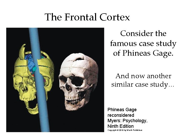 The Cerebral Cortex Chapter 2 Lecture 5 the