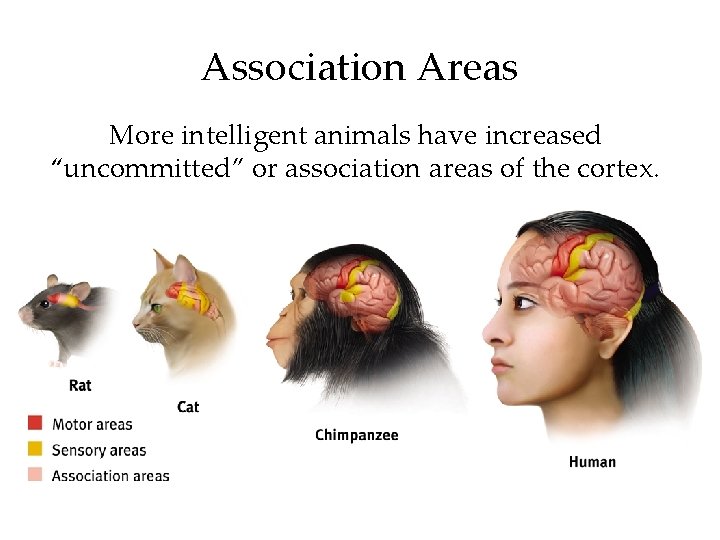 The Cerebral Cortex Chapter 2 Lecture 5 the