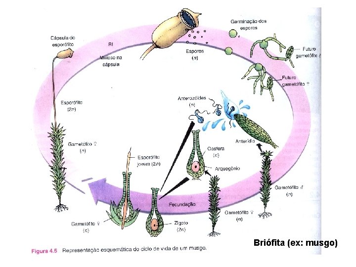 Reino vegetal ou Metaphyta ou Plantae Quais so