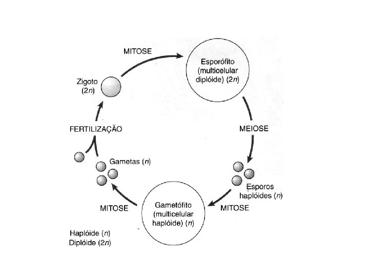 Reino vegetal ou Metaphyta ou Plantae Quais so