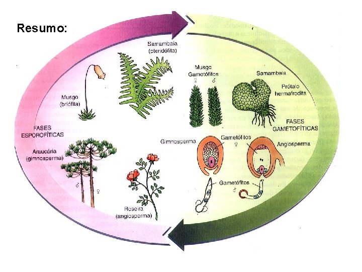 Reino vegetal ou Metaphyta ou Plantae Quais so