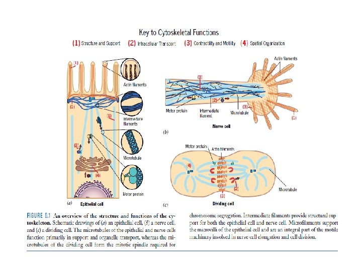 Cytoskeleton components Cytoskeleton proteins revealed by Commassie ...
