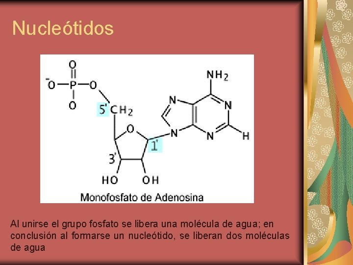 Semana 31 y 32 Capitulo 21 Los cidos