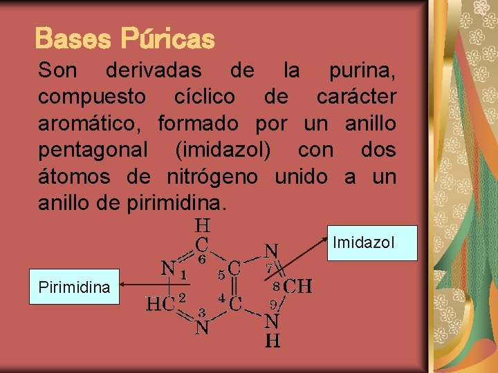 Semana 31 y 32 Capitulo 21 Los cidos