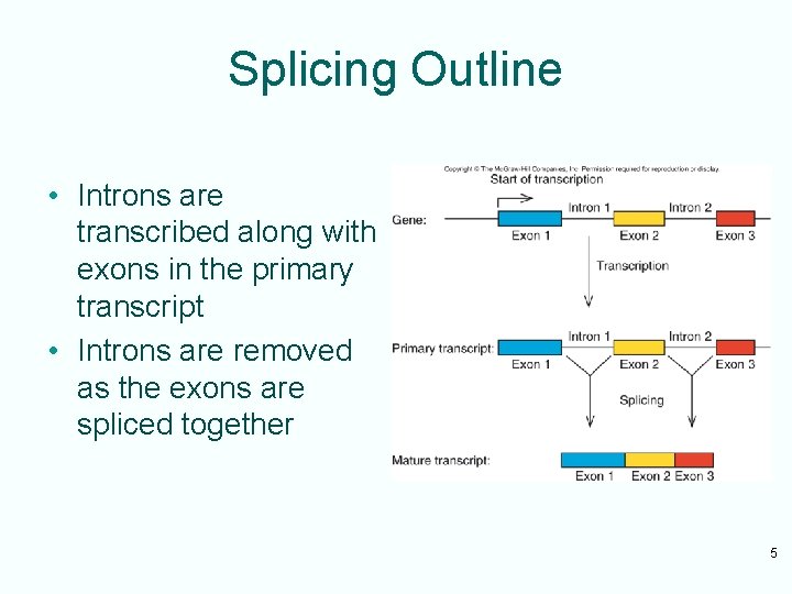 Lecture Power Point to accompany Molecular Biology Fourth