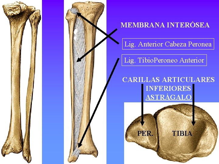 Bloque 3 1 EXTREMIDAD INFERIOR HUESOS Y ARTICULACIONES