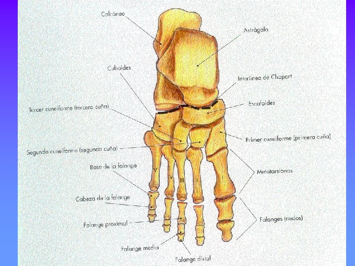 Bloque 3 1 EXTREMIDAD INFERIOR HUESOS Y ARTICULACIONES