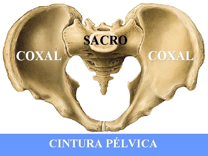 Bloque 3 1 EXTREMIDAD INFERIOR HUESOS Y ARTICULACIONES