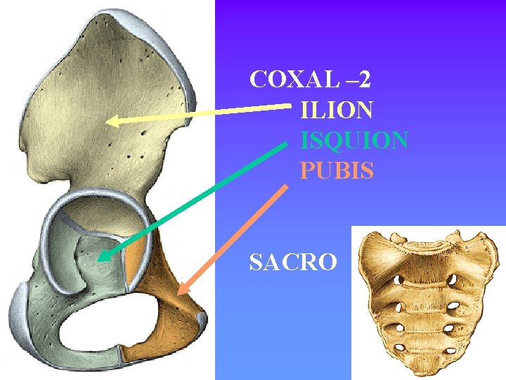 Bloque 3 1 EXTREMIDAD INFERIOR HUESOS Y ARTICULACIONES