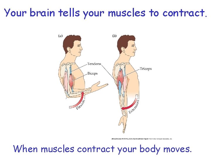 What is your nervous system YOUR MOTOR SYSTEMS