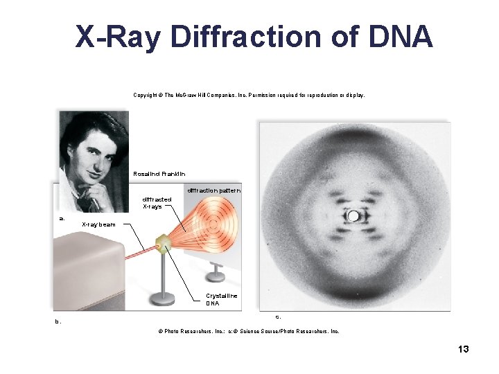 The Molecular Basis of Inheritance The Genetic Material