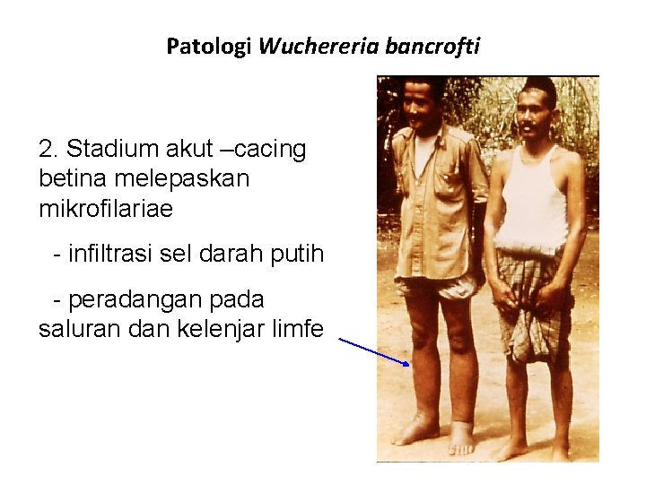 NEMATODA JARINGAN enterobius vermicularislla trichinella spiralis ...