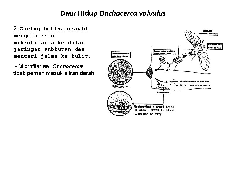 NEMATODA JARINGAN enterobius vermicularislla trichinella spiralis ...