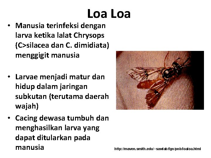 NEMATODA JARINGAN enterobius vermicularislla trichinella spiralis ...