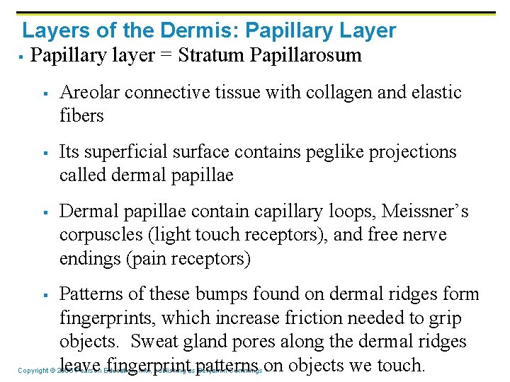 Dermis Hair shaft Pore Dermal papillae papillary layer