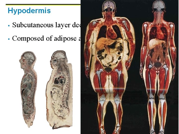 Dermis Hair shaft Pore Dermal papillae papillary layer