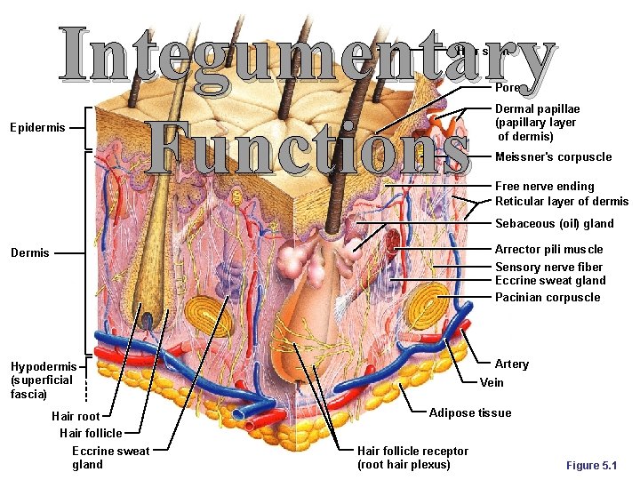 Dermis Hair shaft Pore Dermal papillae papillary layer