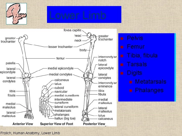 Lower Limb n n n n What is