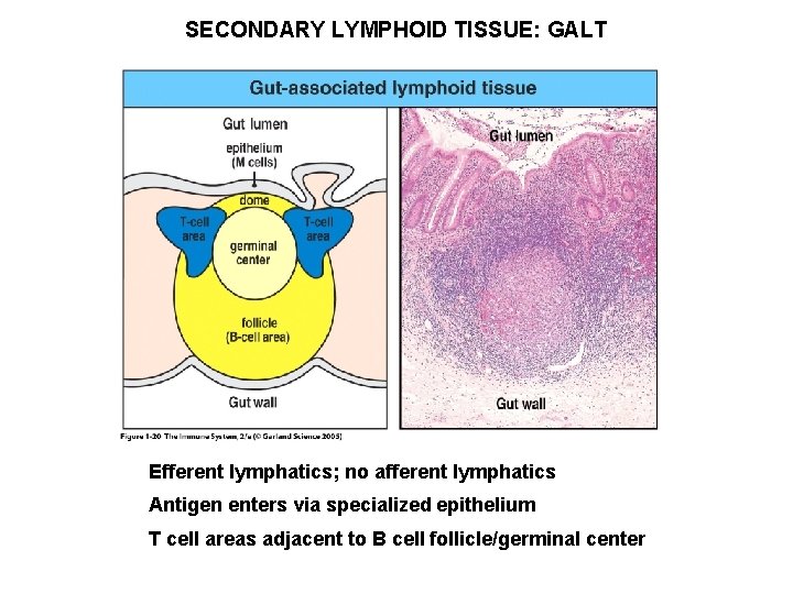 ELEMENTS OF THE IMMUNE SYSTEM CELLS AND TISSUES
