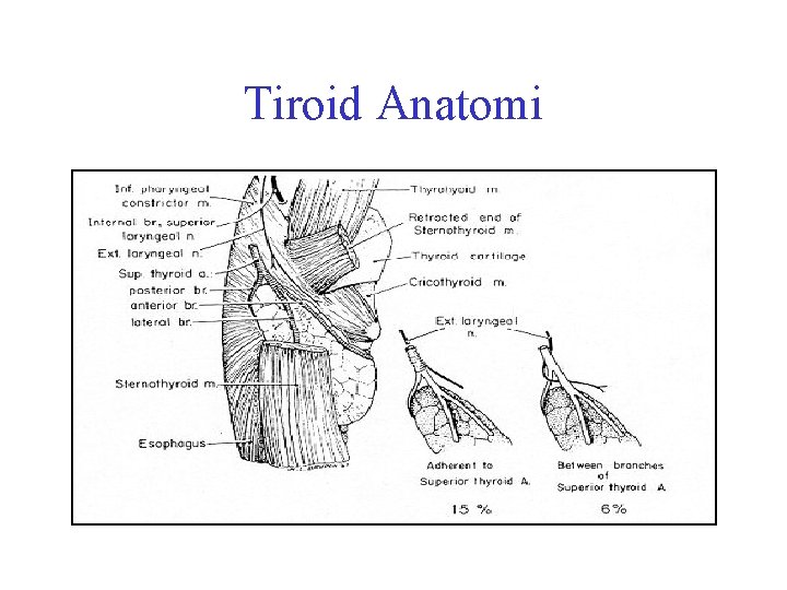 Ama ve hedefler Tiroid Embriyoloji Anatomi Histoloji Fizyoloji