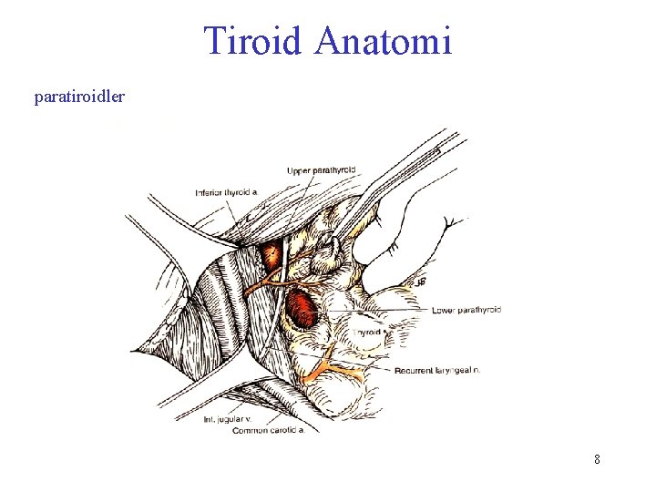 Ama ve hedefler Tiroid Embriyoloji Anatomi Histoloji Fizyoloji